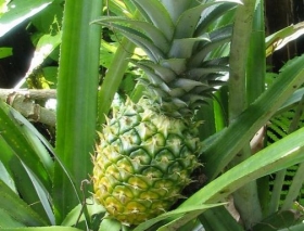 Cleaning up the pineapple chain | Forked magazine